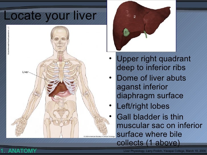 Liver function3
