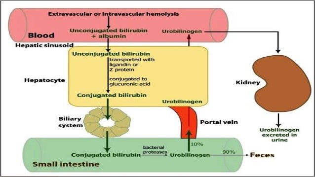 Liver function tests