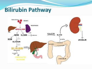 Liver Dialogue for Gynaecologists : Dr Sharda Jain | PPT