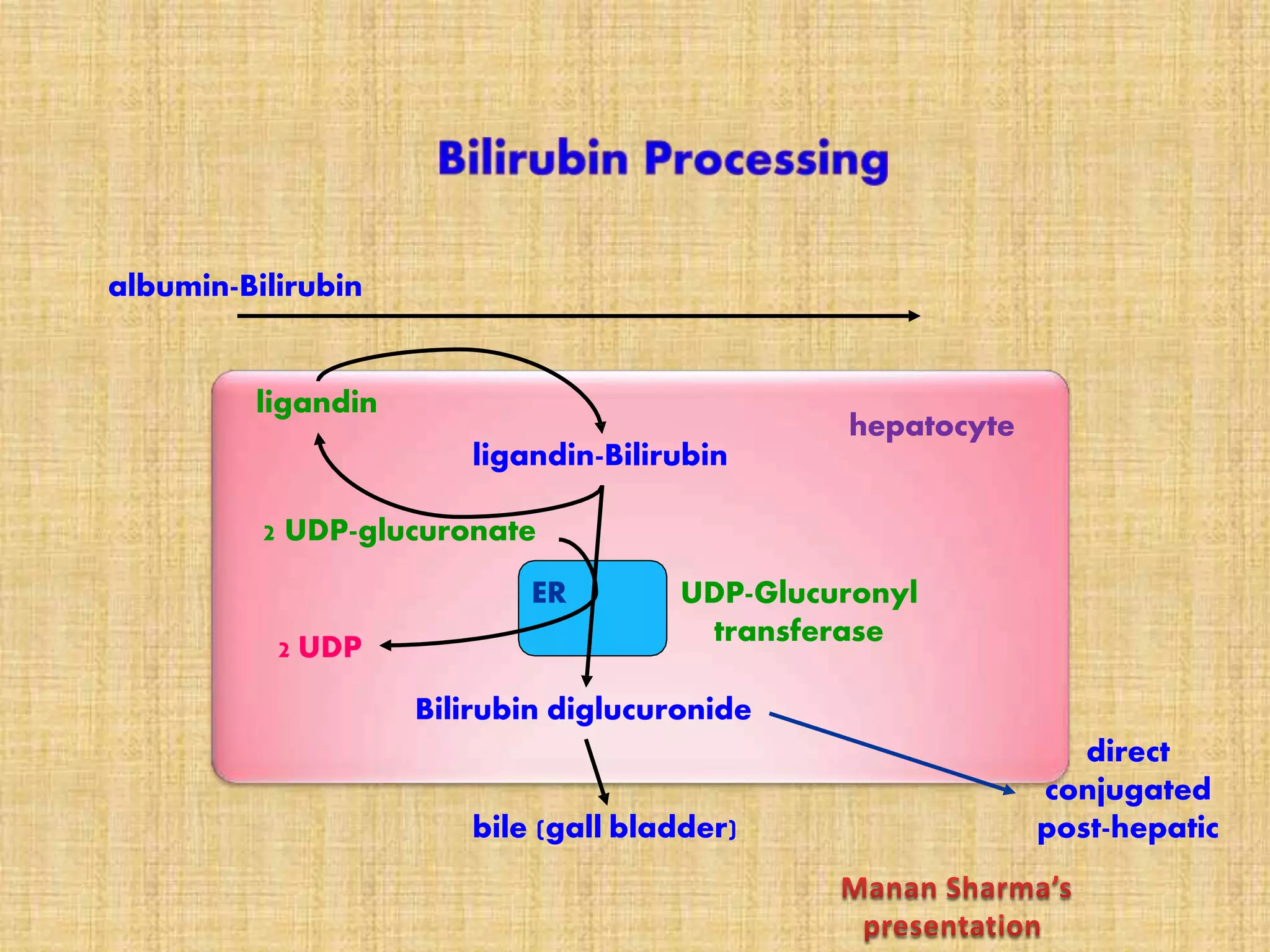 Liver function test by manan sharma | PPTX