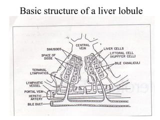 Liver function tests | PPT