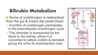 Liver Function Tests | PPTX