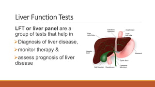 Liver Function Tests | PPTX