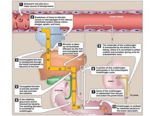 liver _ function _ tests and its types.ppt