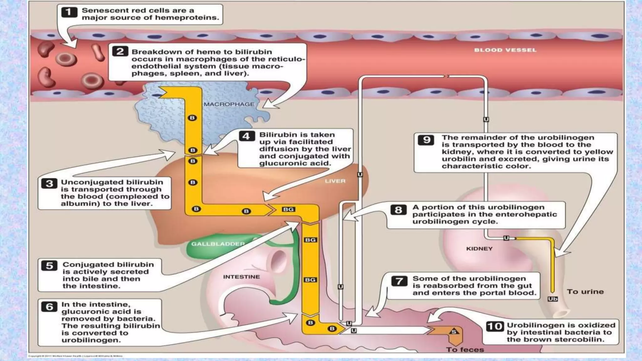 LIVER FUNCTIONS TESTS -1- | PPTX