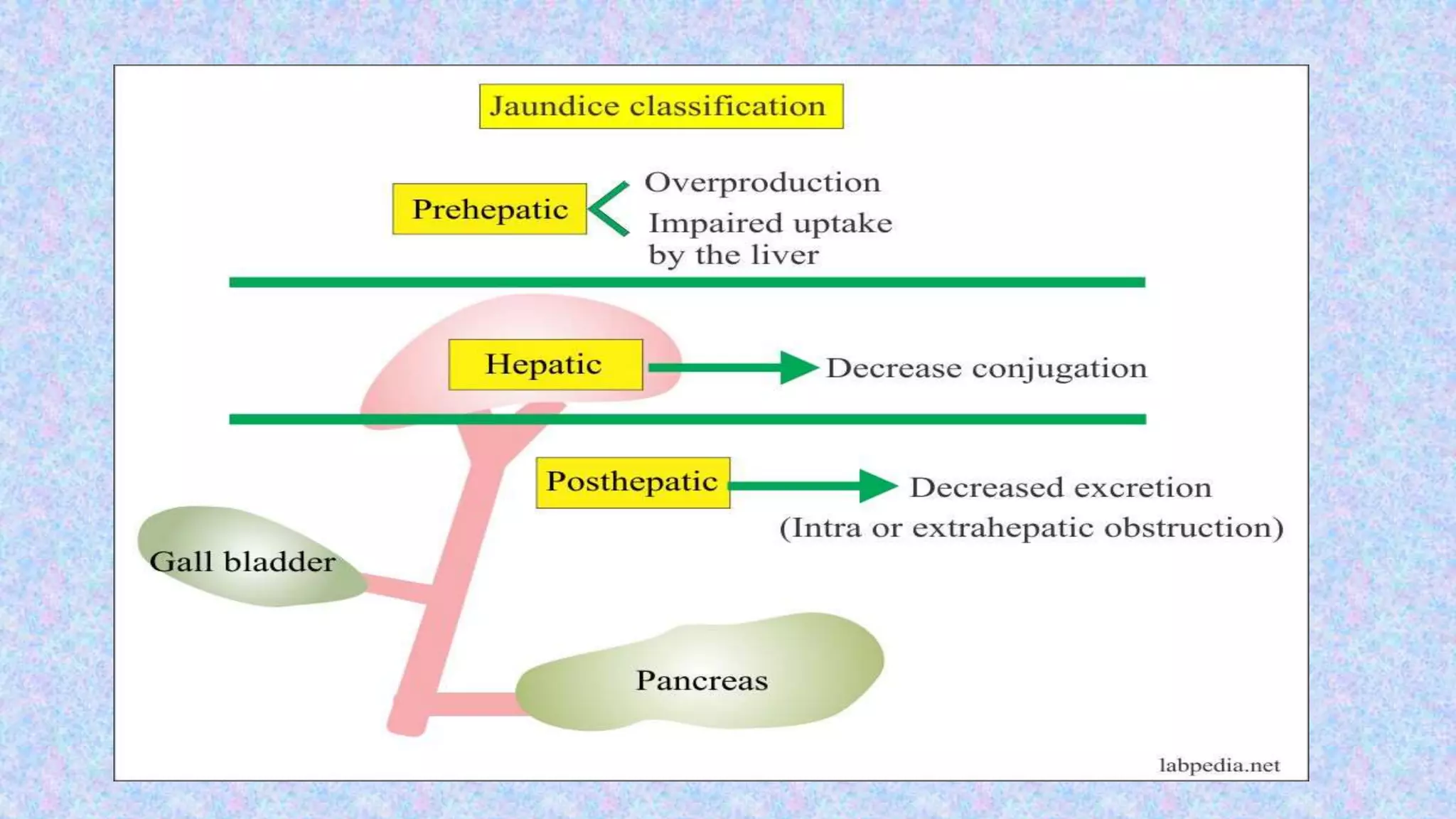 LIVER FUNCTIONS TESTS -1- | PPTX