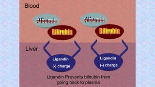 LIVER FUNCTIONS TESTS -1- | PPTX