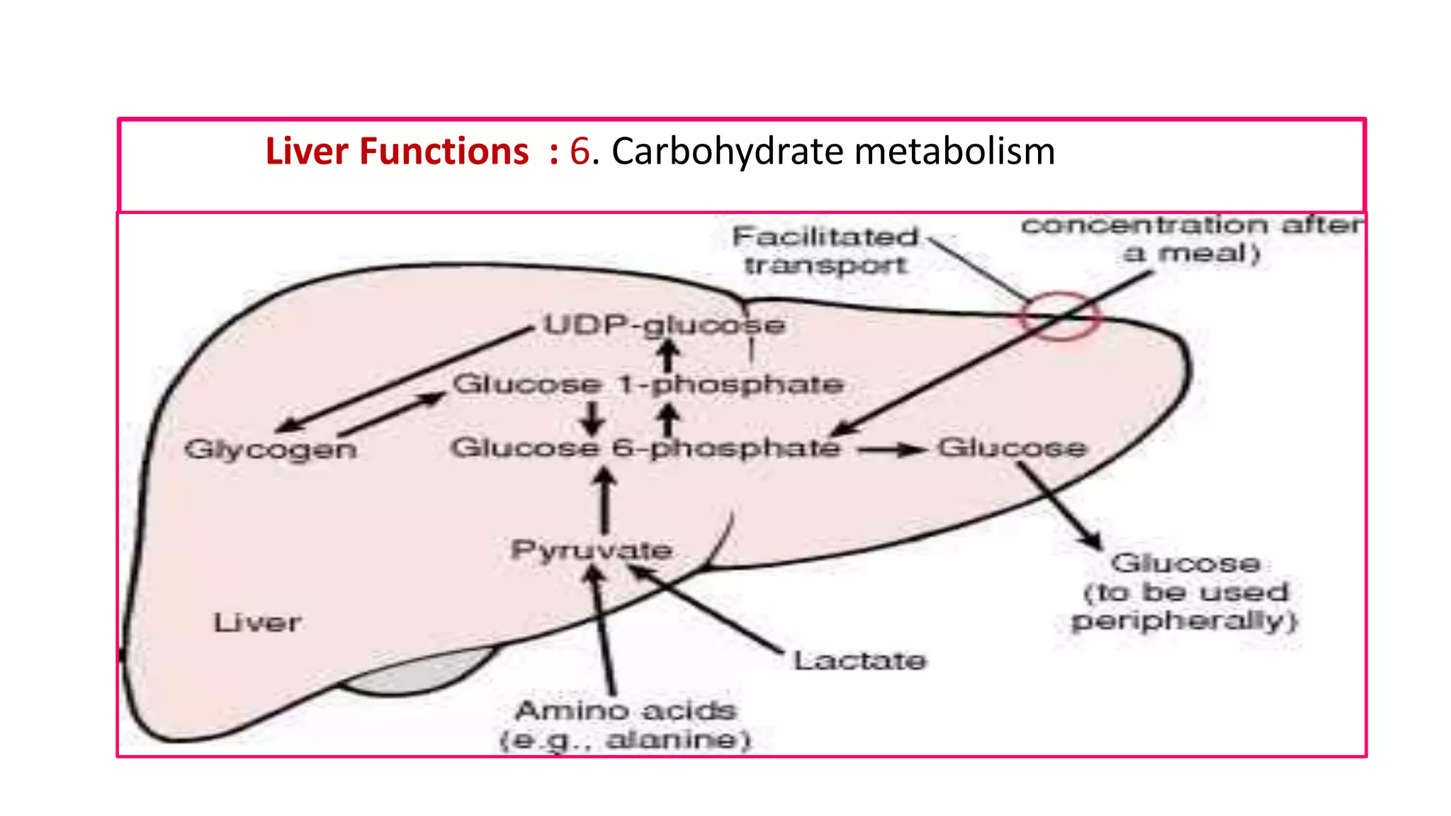 Liver function tests and their clinical applications | PDF