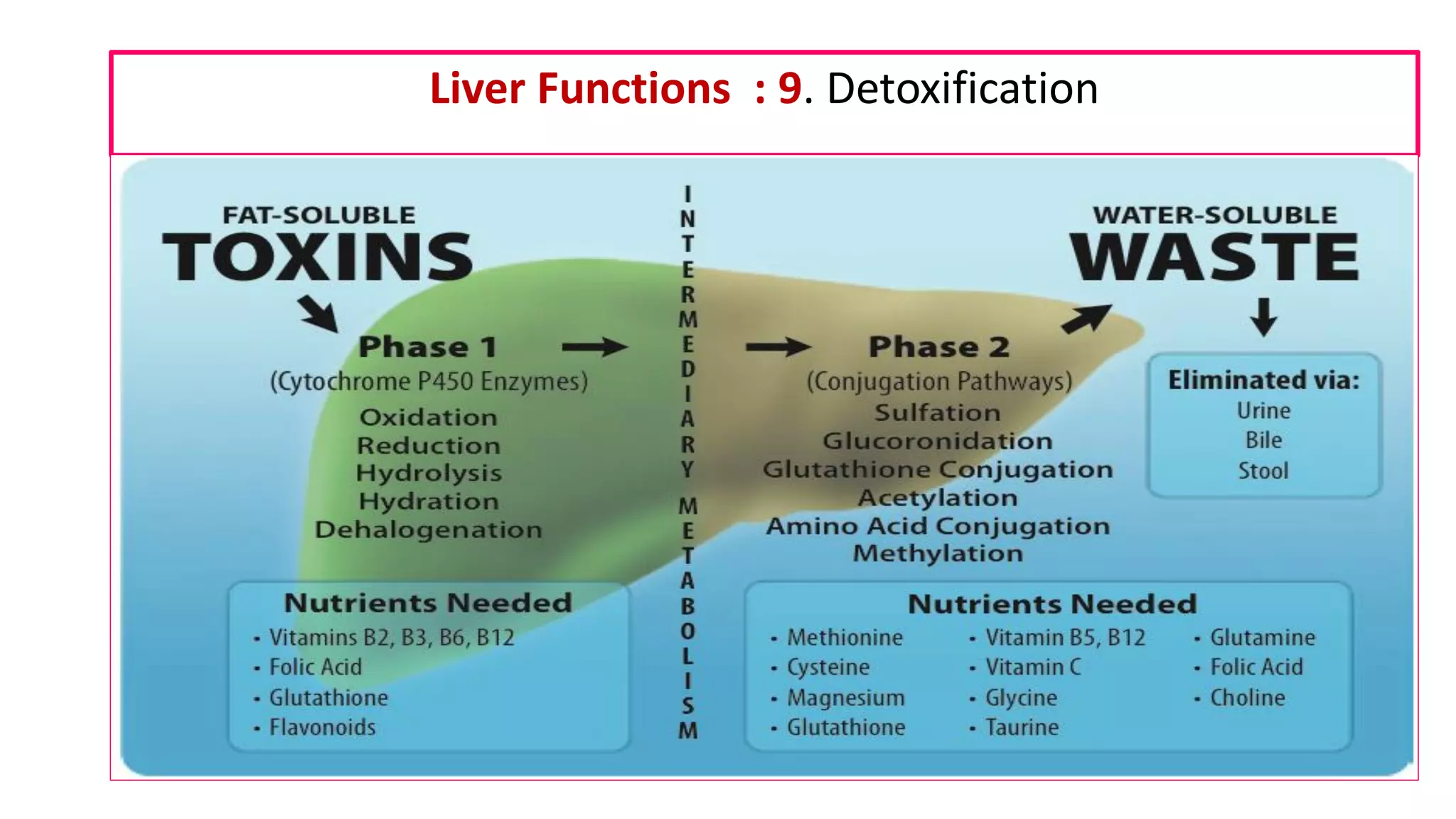 Liver function tests and their clinical applications | PDF | Endocrine ...