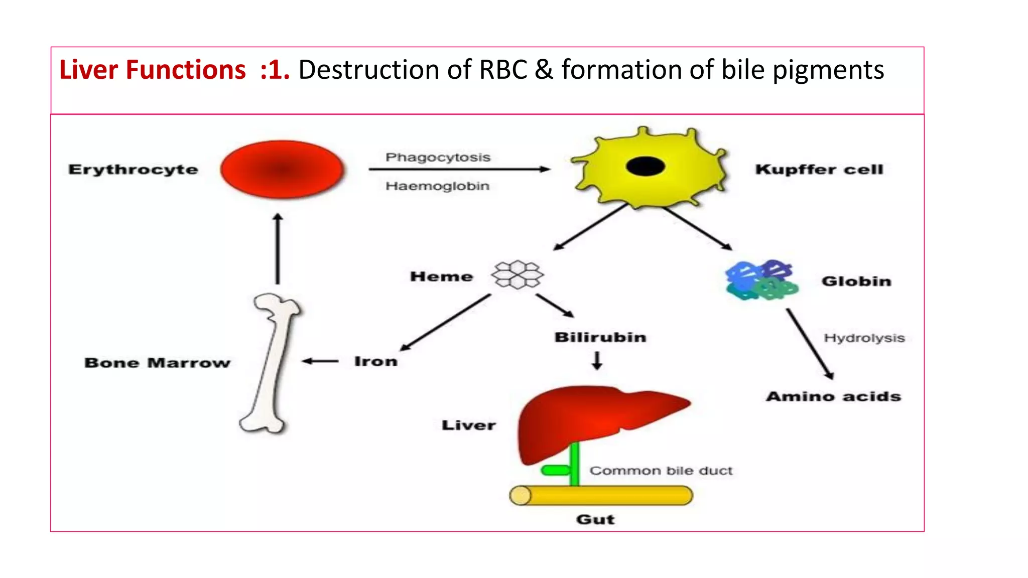 Liver function tests and their clinical applications | PDF | Endocrine ...