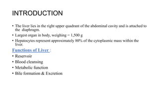 Liver Function Tests Purvika.pptxnnnnnnn | PPTX