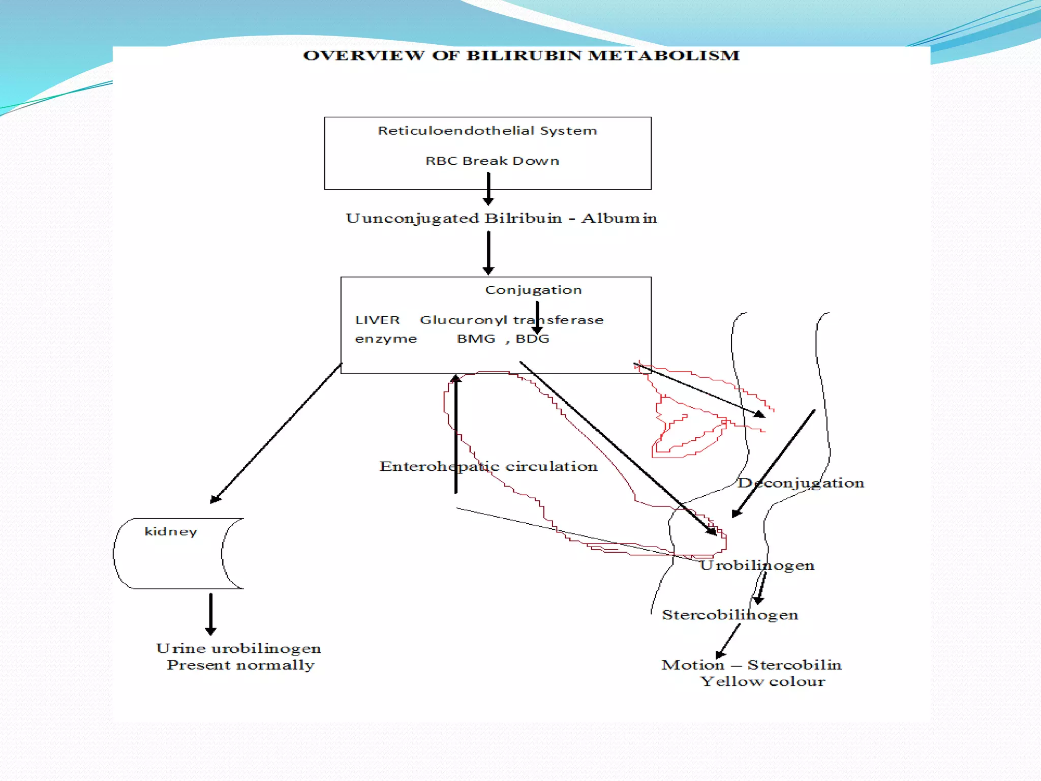 Liver function tests and interpretation | PPTX
