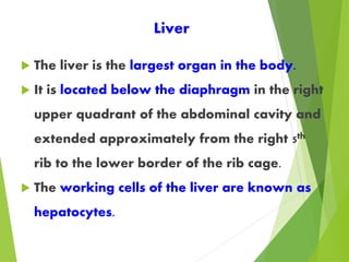 Liver Definition