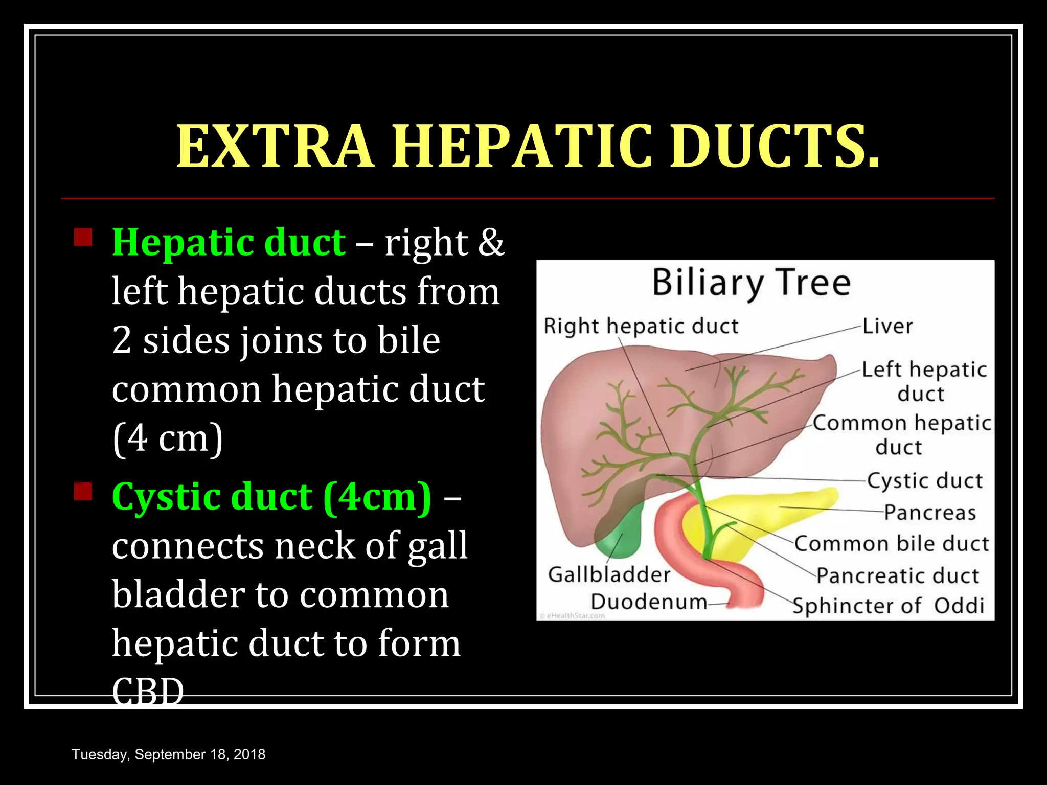 Liver & Gall bladder | PPT