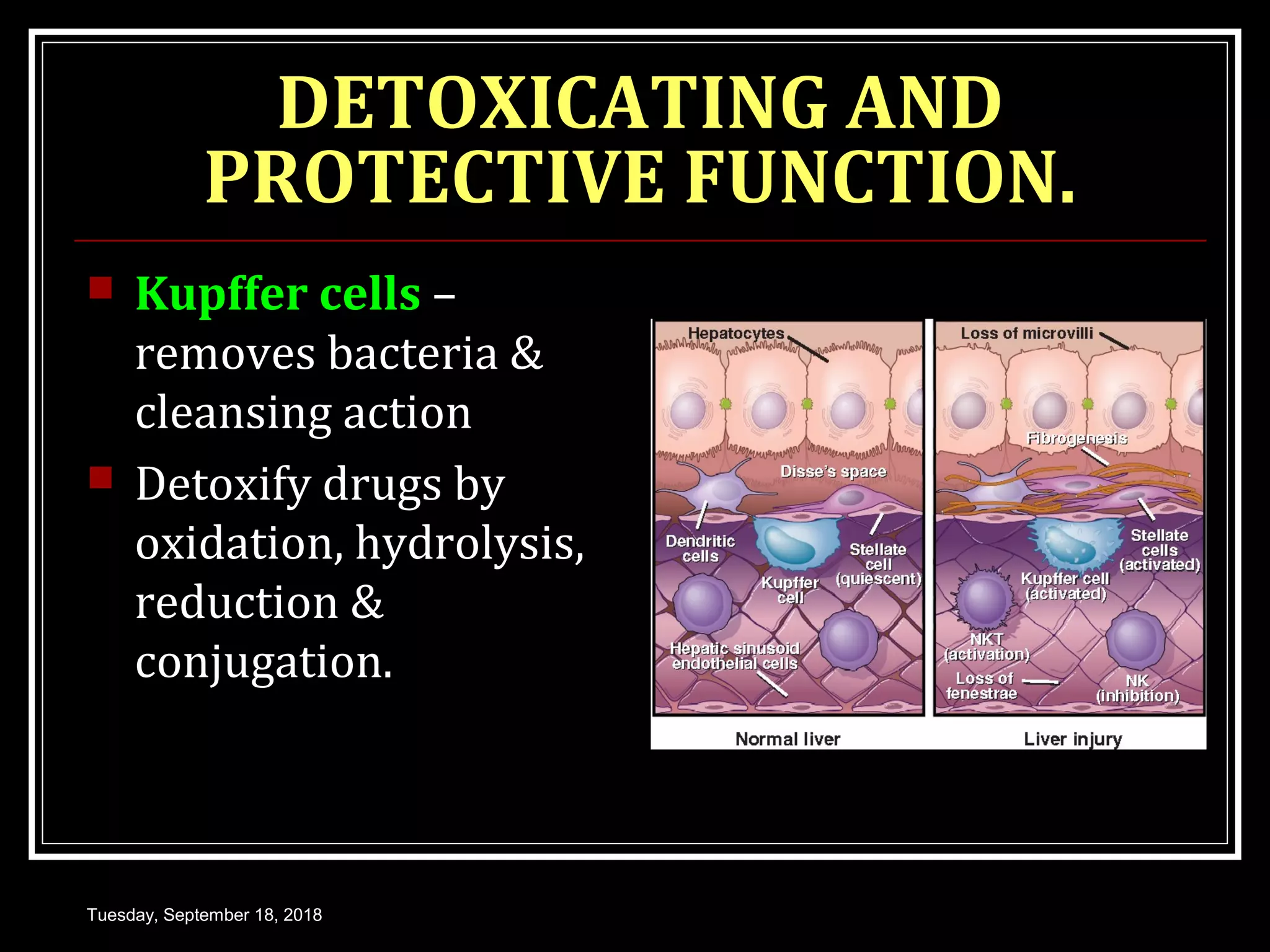 Liver & Gall bladder | PPT