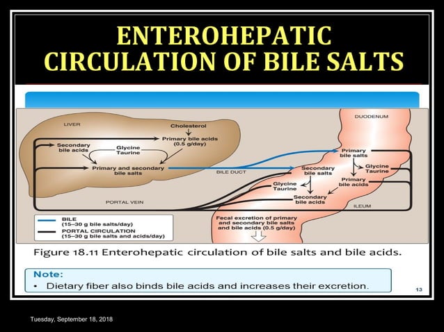 Liver & Gall bladder | PPT