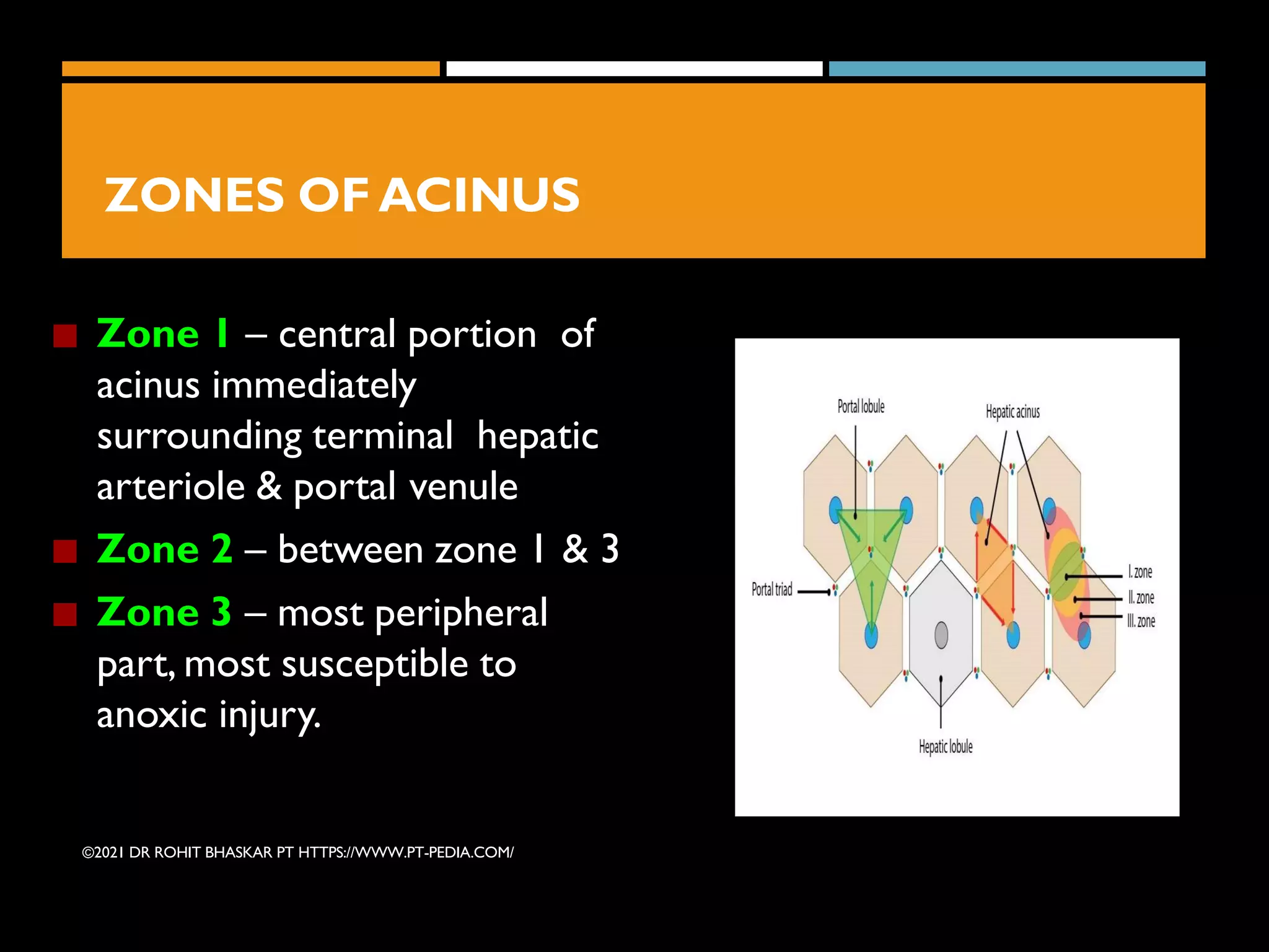 Liver and Gall Bladder - Dr Rohit Bhaskar | PDF
