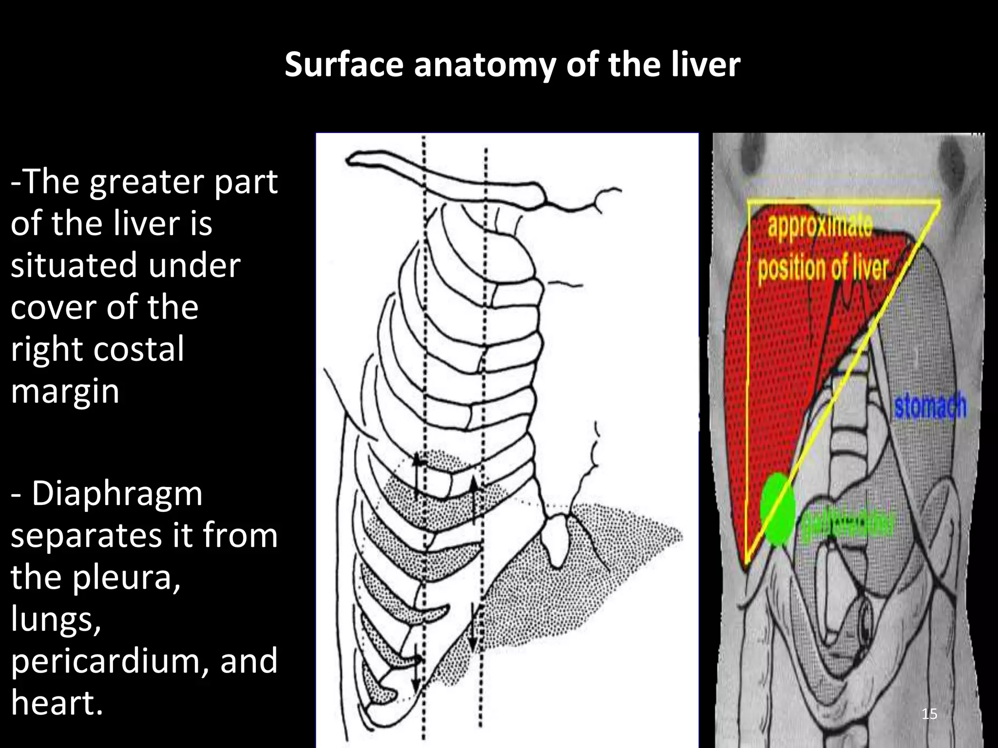 Liver & Hepatobiliary System .pptx