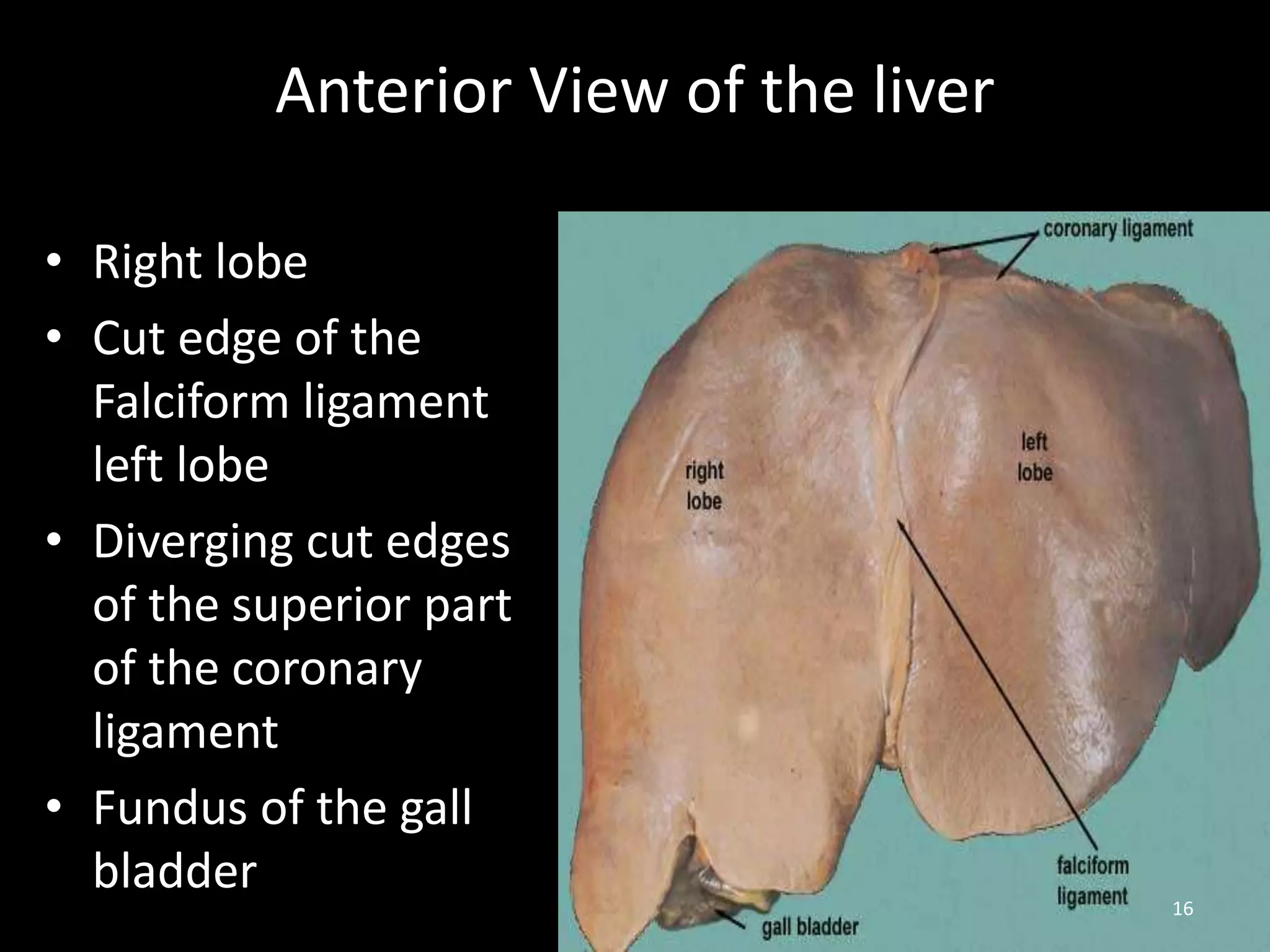 Liver & Hepatobiliary System .pptx