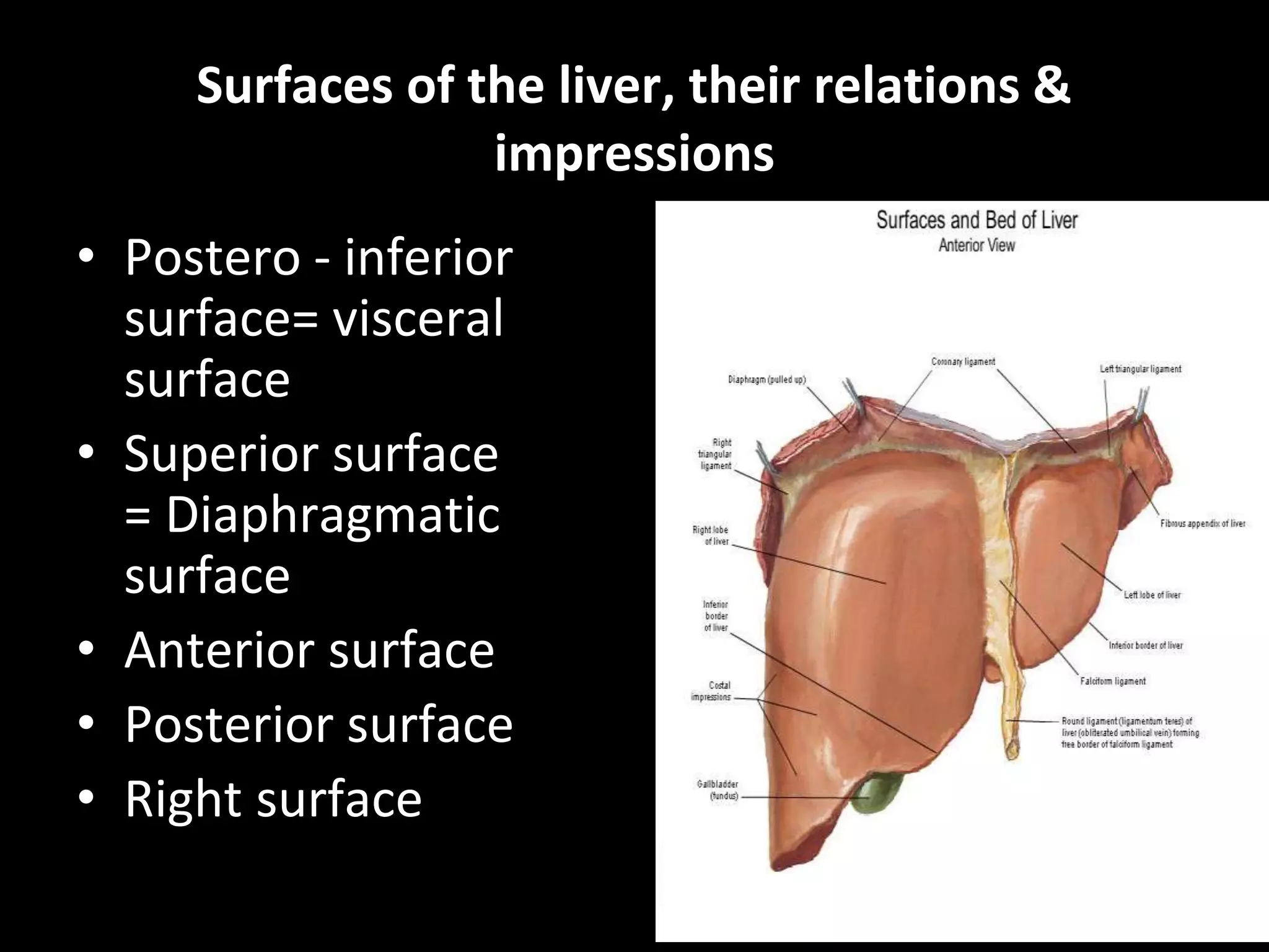Liver & Hepatobiliary System .pptx