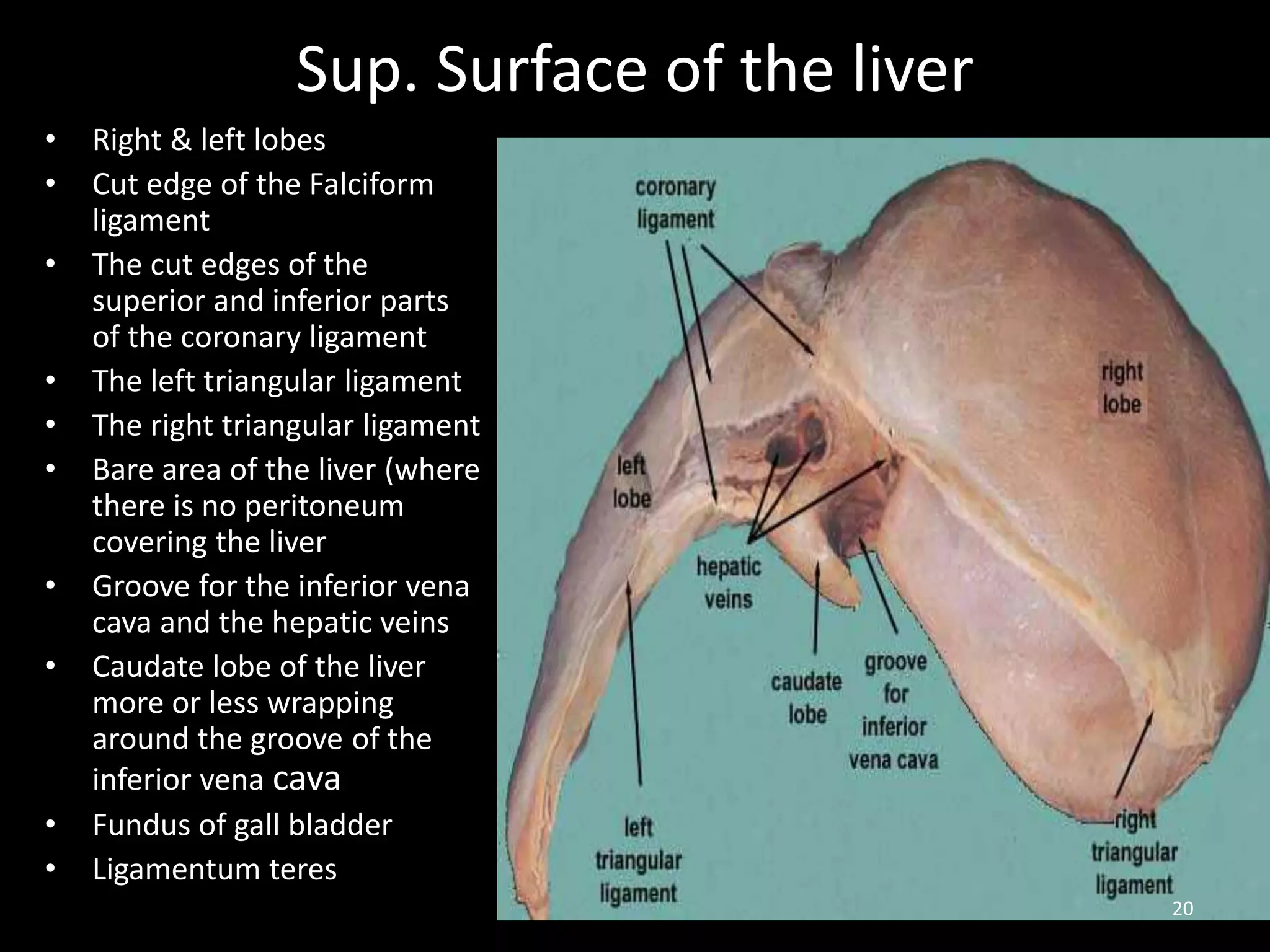 Liver & Hepatobiliary System .pptx