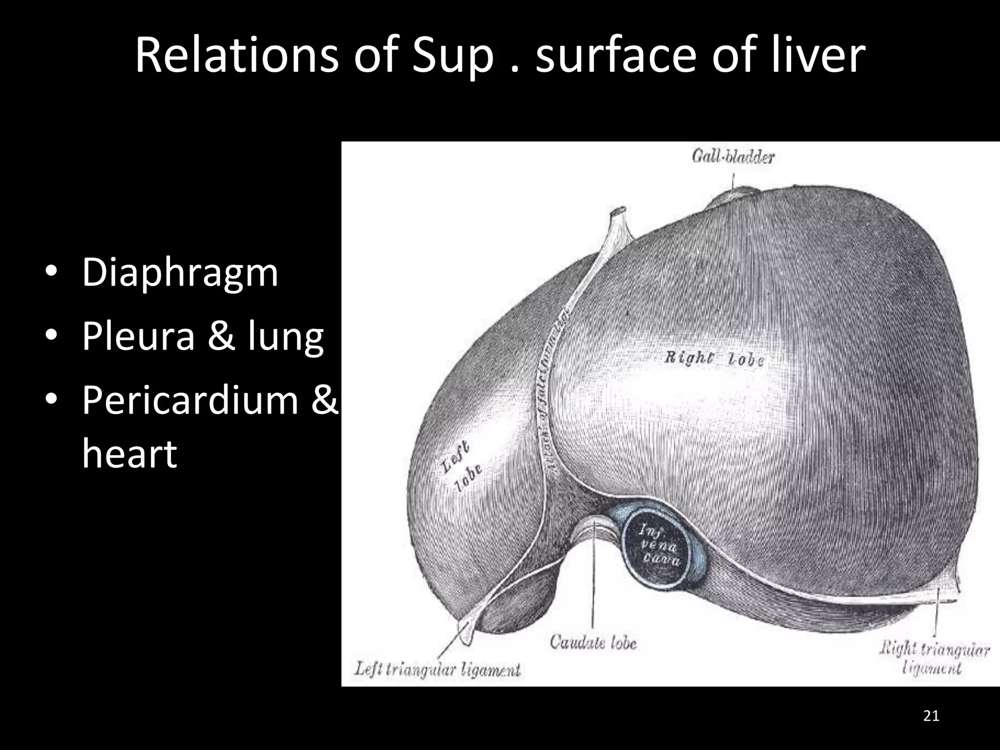 Liver & Hepatobiliary System .pptx