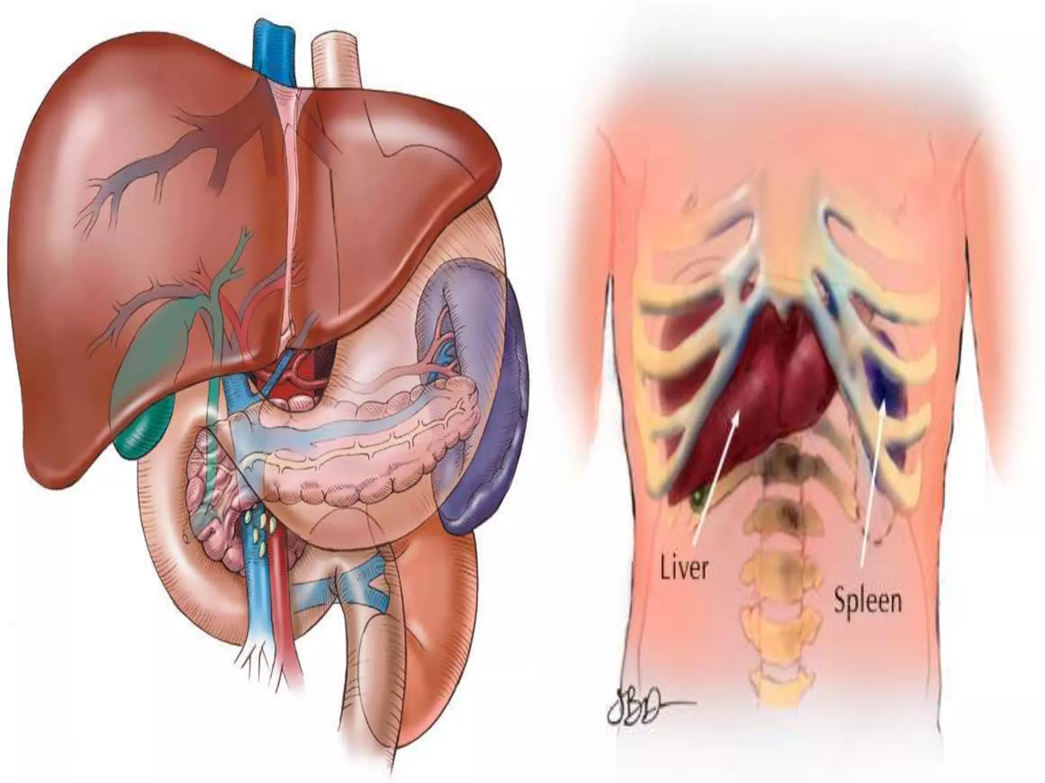 Liver & Hepatobiliary System .pptx