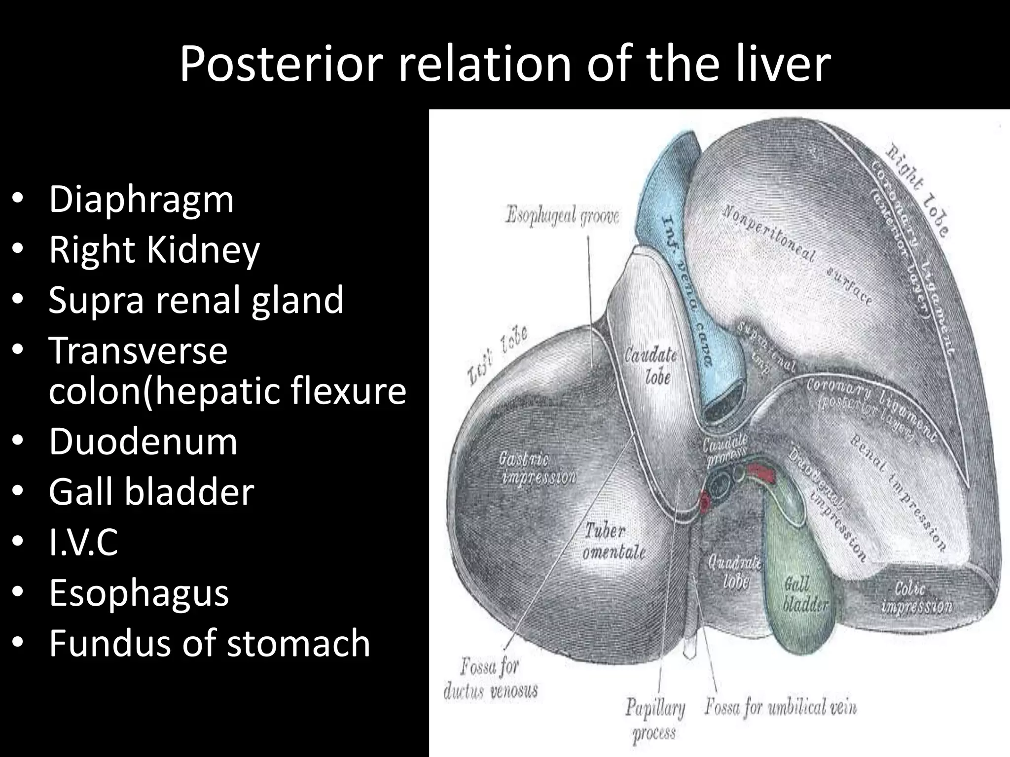 Liver & Hepatobiliary System .pptx