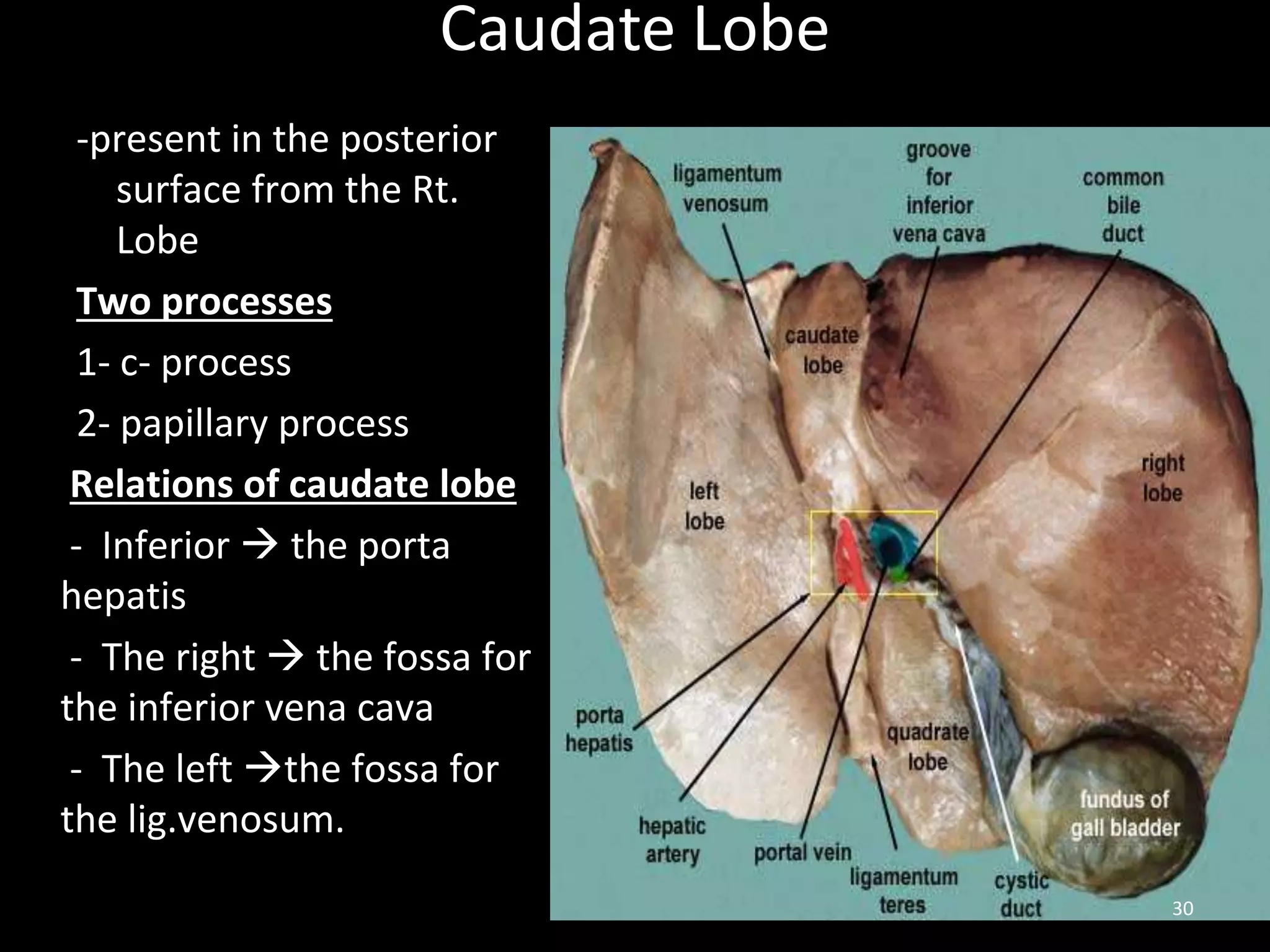 Liver & Hepatobiliary System .pptx