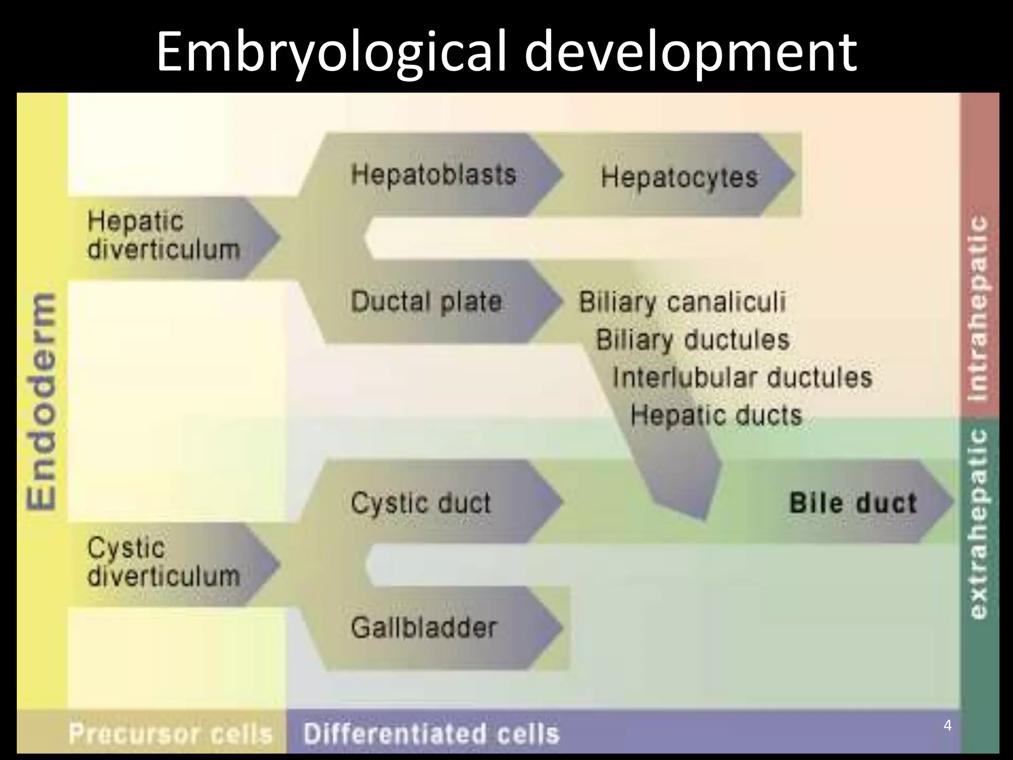Liver & Hepatobiliary System .pptx