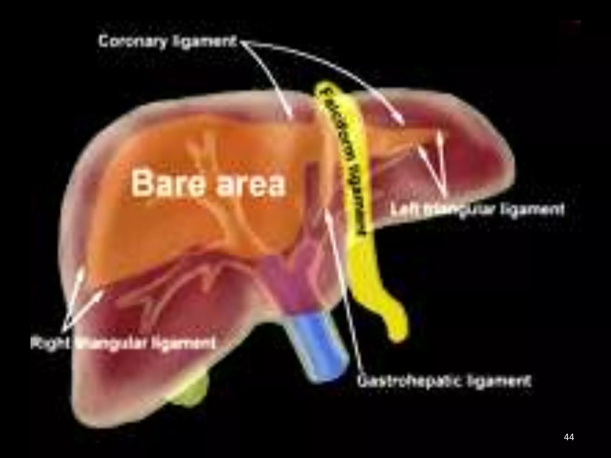 Liver & Hepatobiliary System .pptx