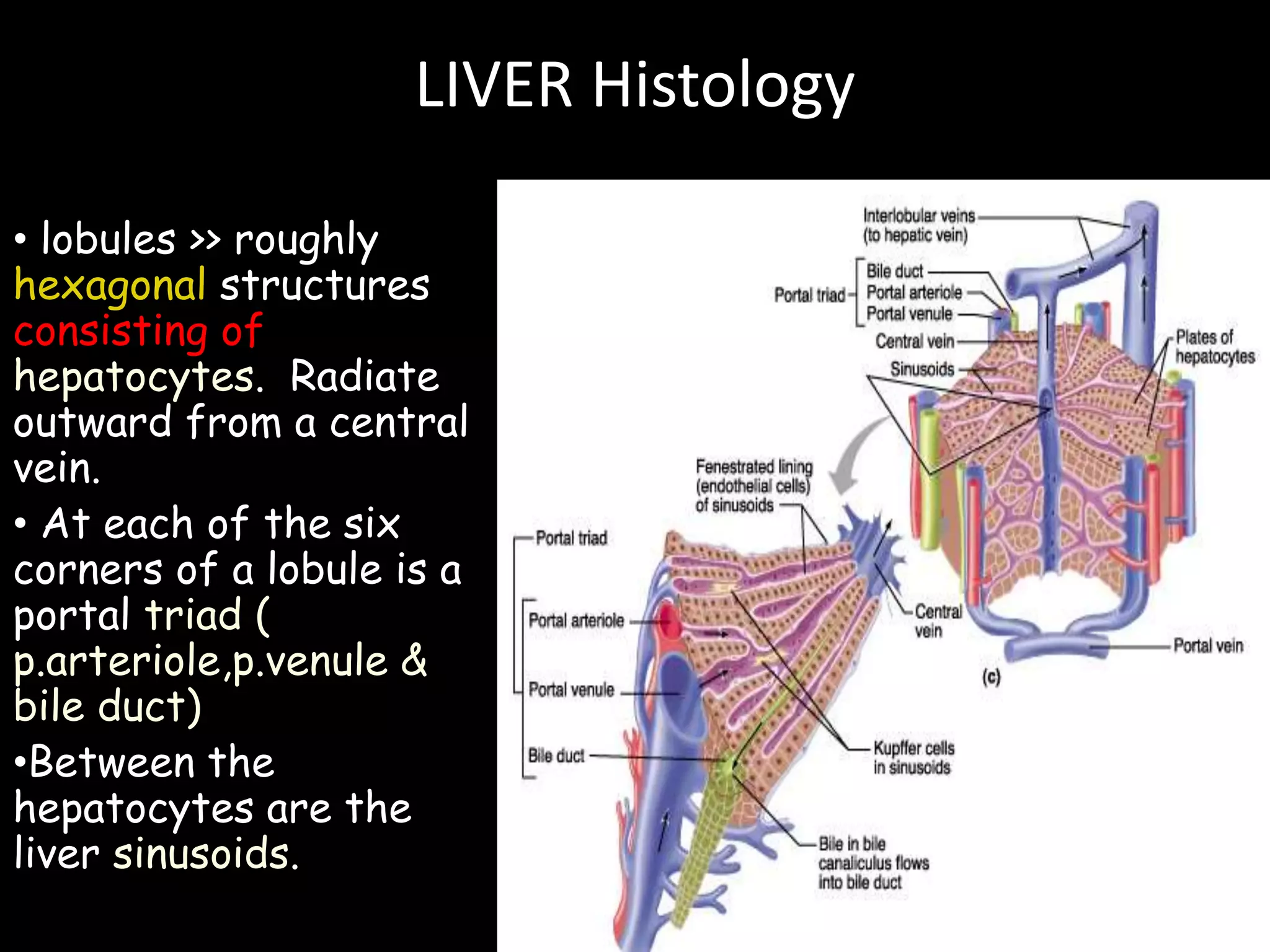 Liver & Hepatobiliary System .pptx