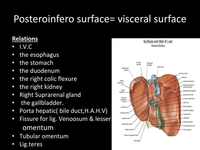 Liver & Hepatobiliary System .pptx