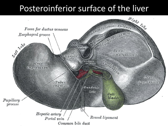 Liver & Hepatobiliary System .pptx