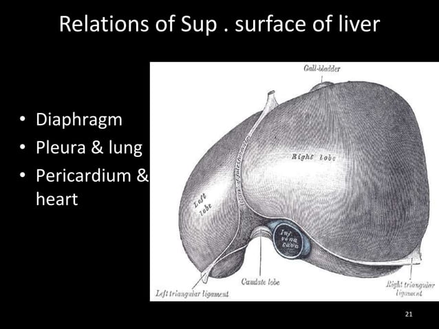 Liver & Hepatobiliary System .pptx