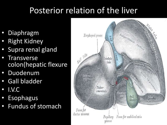 Liver & Hepatobiliary System .pptx