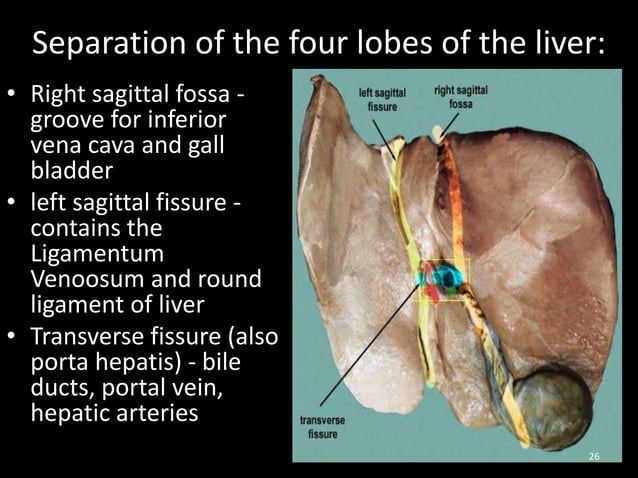 Liver & Hepatobiliary System .pptx