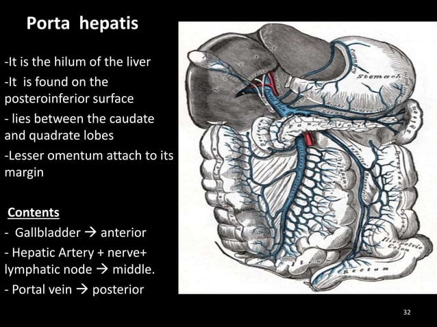 Liver & Hepatobiliary System .pptx