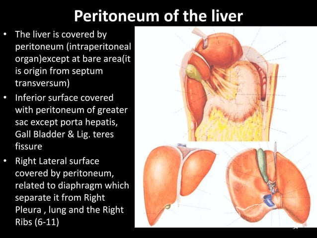 Liver & Hepatobiliary System .pptx