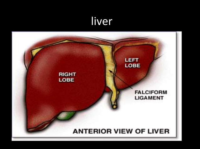 Liver & Hepatobiliary System .pptx