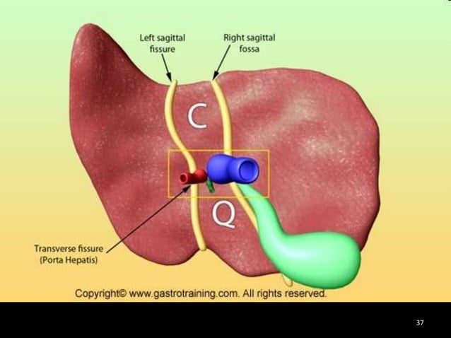 Liver & Hepatobiliary System .pptx