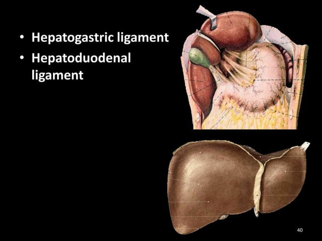 Liver & Hepatobiliary System .pptx