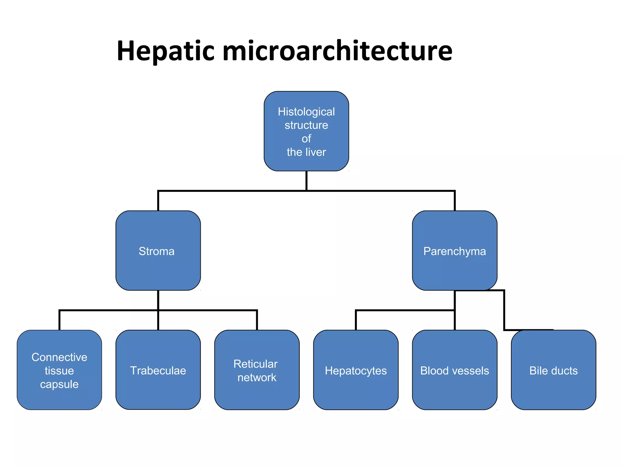 Histology of normal liver | PPT