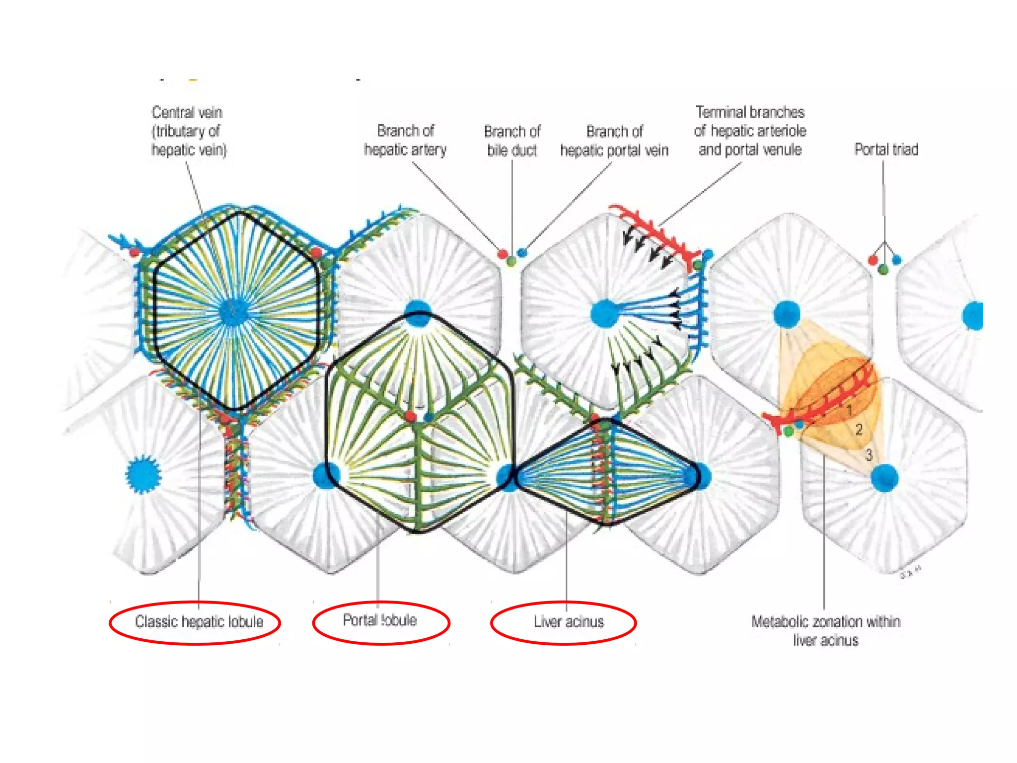 Histology of normal liver | PPT