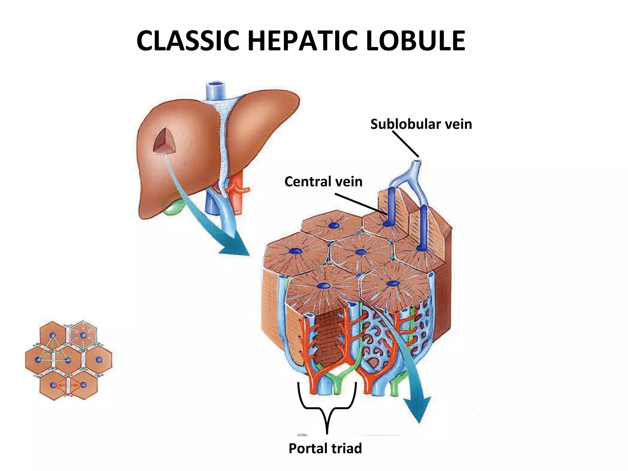 Histology of normal liver | PPT