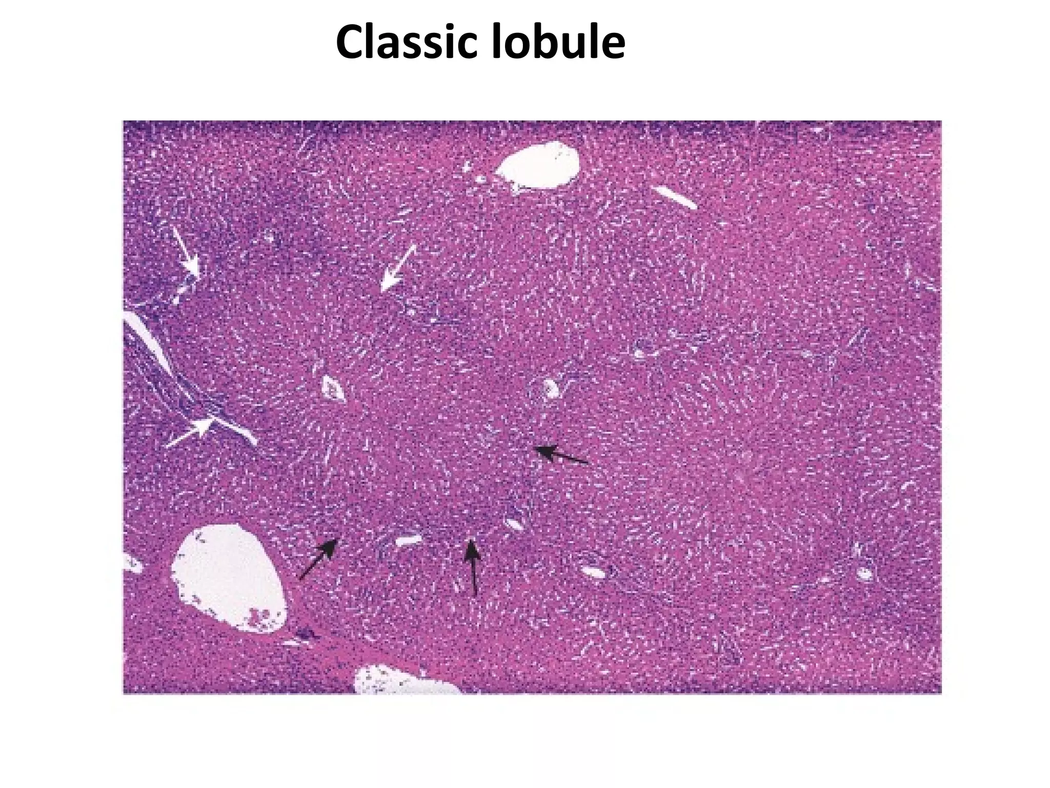 Histology of normal liver | PPT
