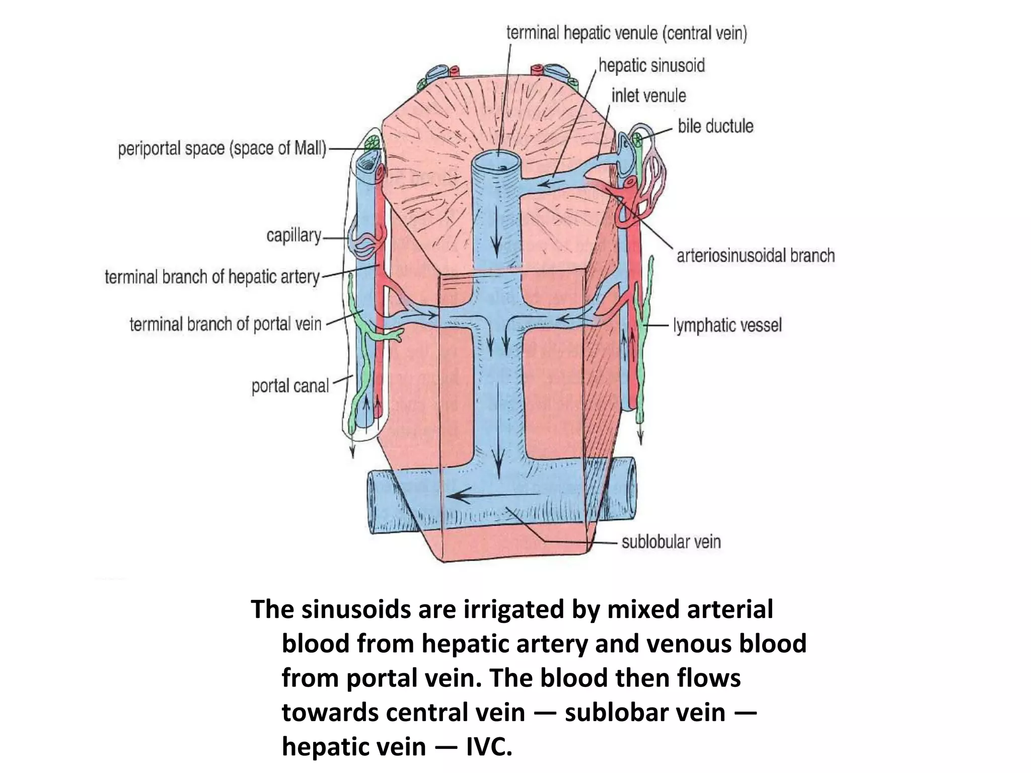Histology of normal liver | PPT