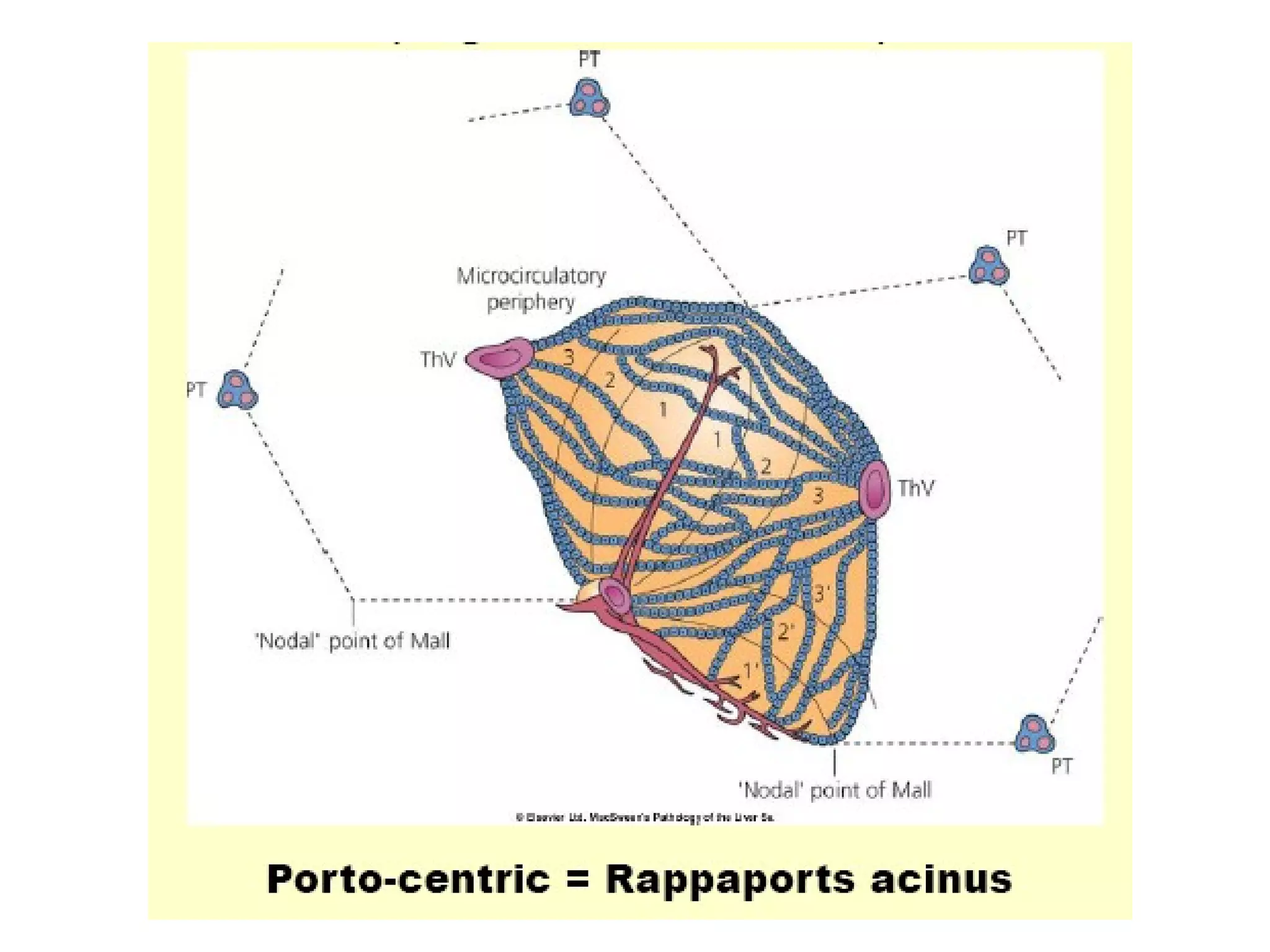 Histology of normal liver | PPT