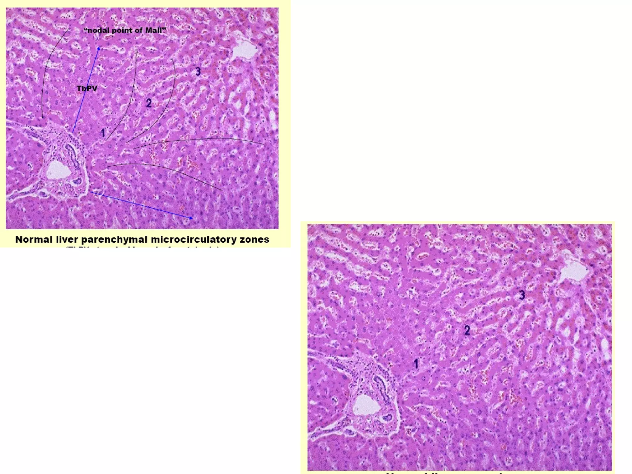 Histology of normal liver | PPT