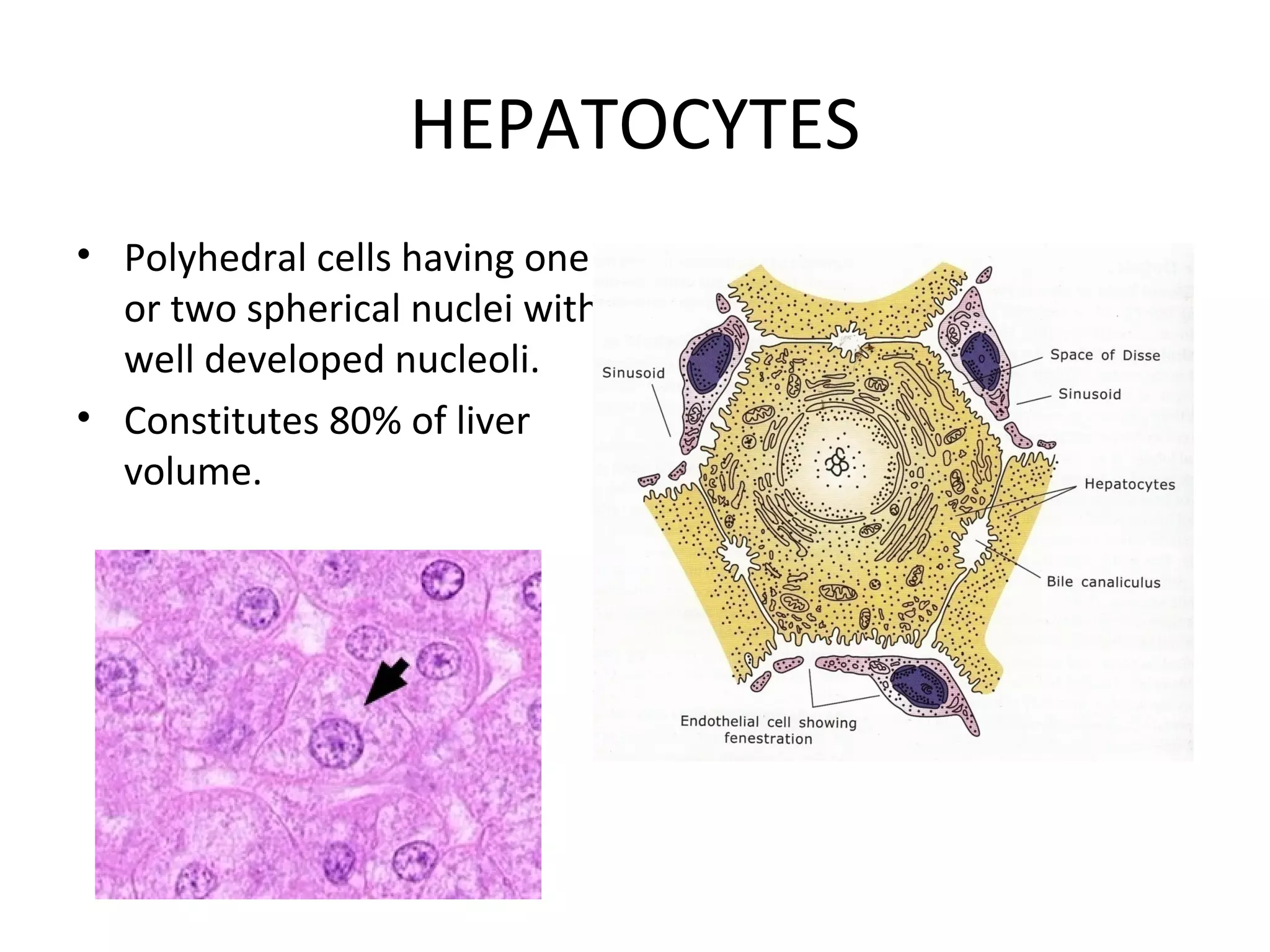 Histology of normal liver | PPT